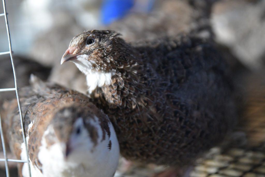 Healthy Jumbo Quail: Chicks, Hens, Pairs – Great Local Prices ...
